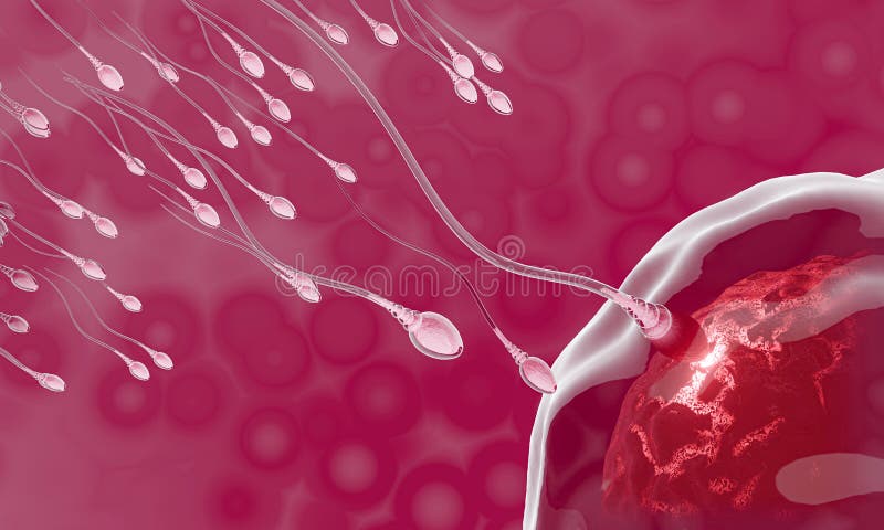 The Sperm is Directed Towards the Egg. To Do Human Mating. a Pre ...