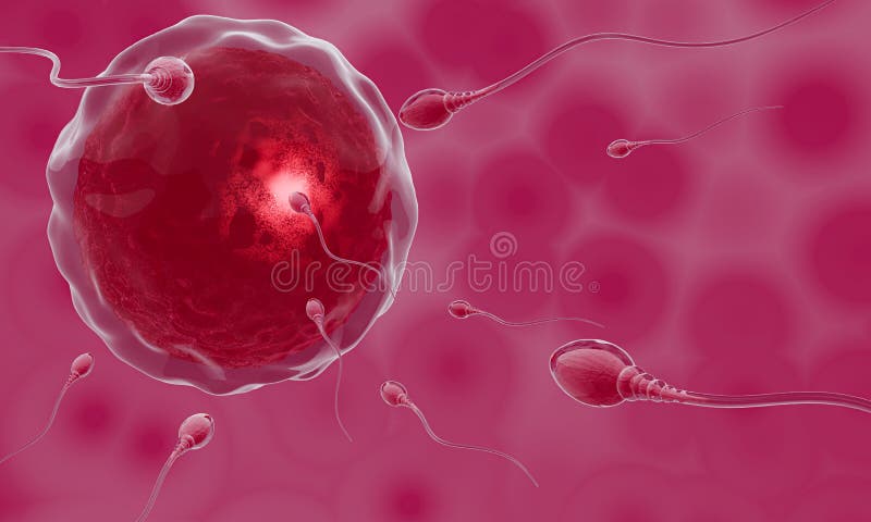 The Sperm is Directed Towards the Egg. To Do Human Mating. a Pre ...