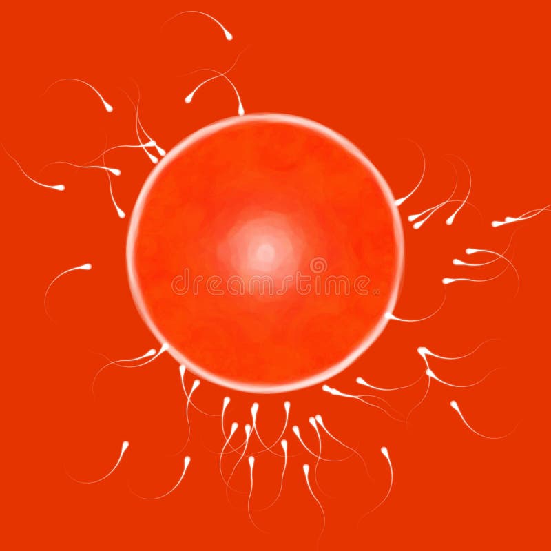 Male Sperm Fertilize Female Egg Stock Vector Illustration Of Female
