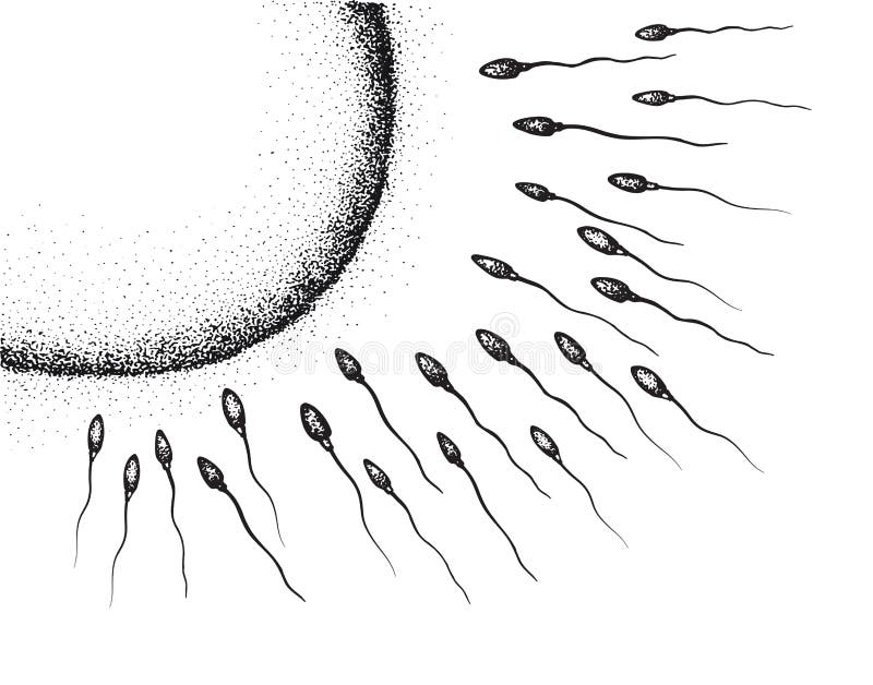 Sperm and Egg Cell Hand Drawing Stock Vector - Illustration of feminine ... Sperm and Egg Cell Hand Drawing Stock Vector - Illustration of feminine ...