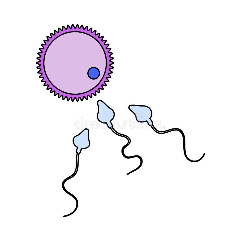 Sperm And Egg Cell Icon Stock Vector Illustration Of Penetration