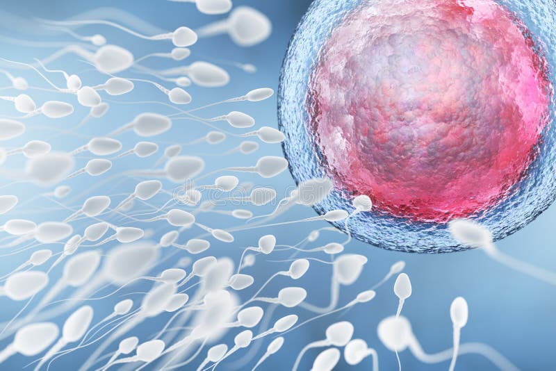 Fertilization Penetration Sperm Cell Of The Egg Stock Vector