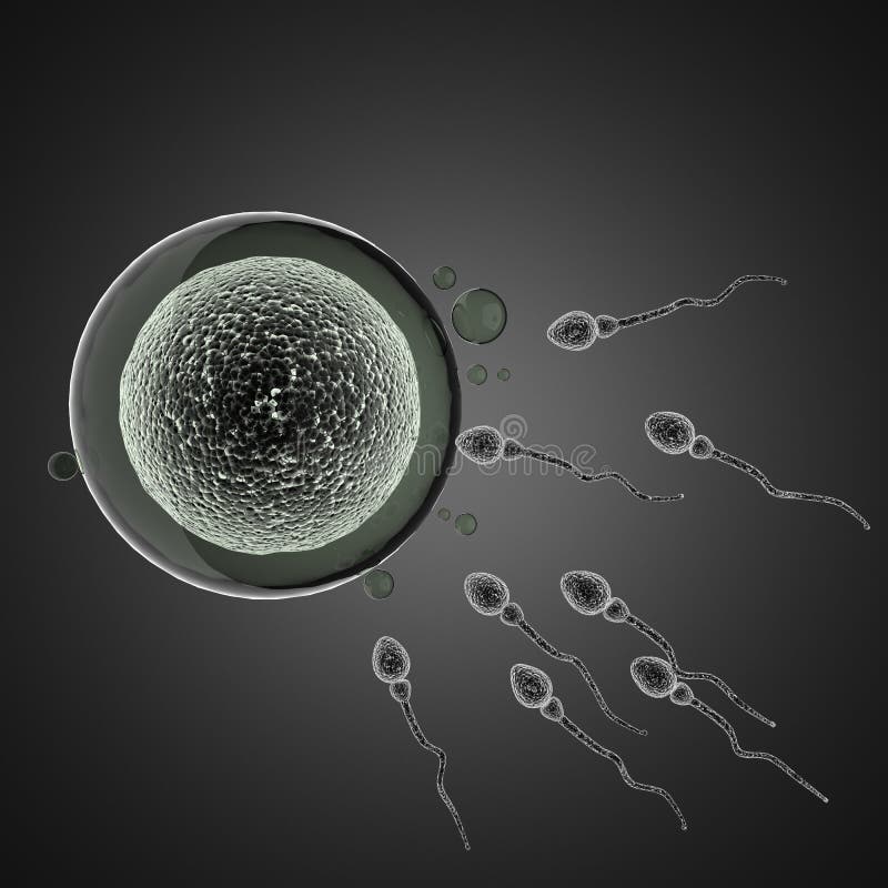 Sperm And Egg Cell Microscopic Stock Illustration Illustration Of