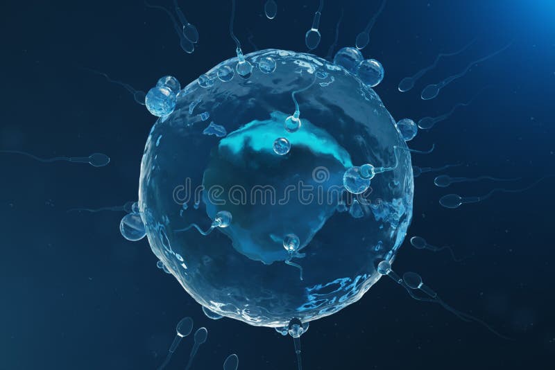 Sperm and Egg Cell, Ovum. Native and Natural Fertilization - Close-up ...