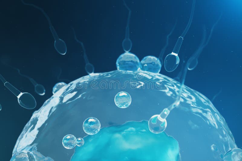 Sperm and Egg Cell, Ovum. Native and Natural Fertilization - Close-up ...