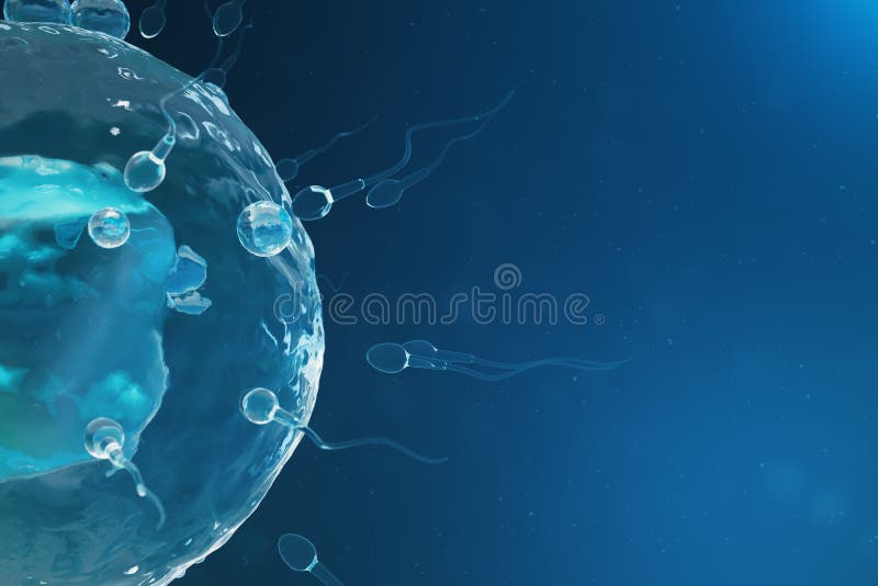 Sperm and Egg Cell, Ovum. Native and Natural Fertilization - Close-up ...
