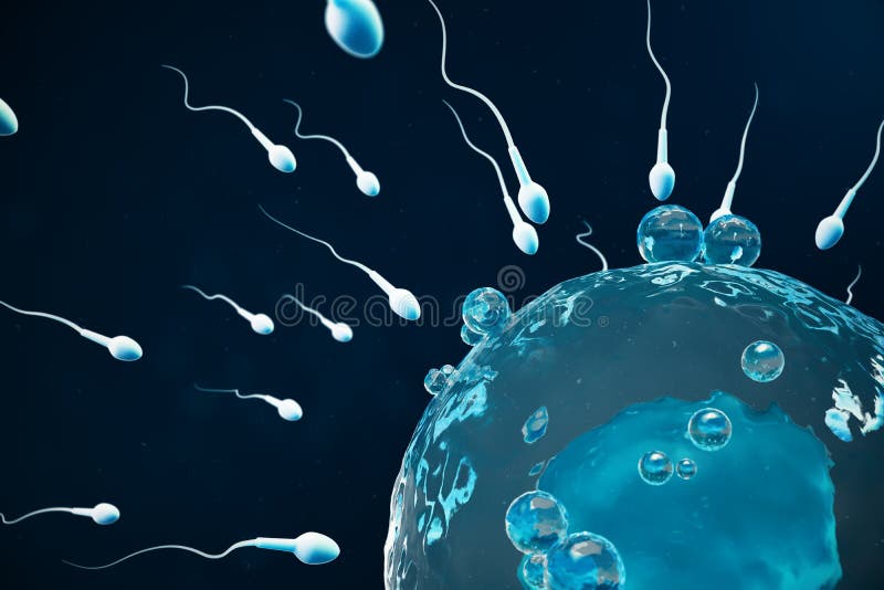Sperm And Egg Cell Ovum Native And Natural Fertilization Close Up