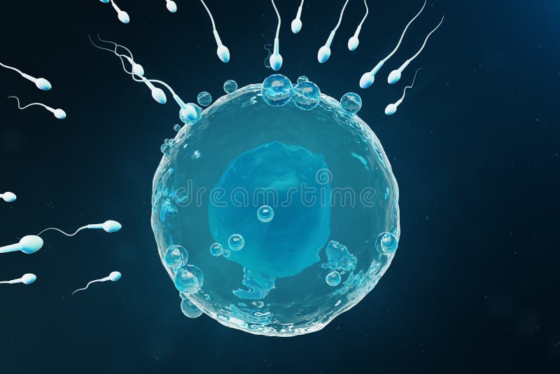 Sperm And Egg Cell Ovum Native And Natural Fertilization Close Up