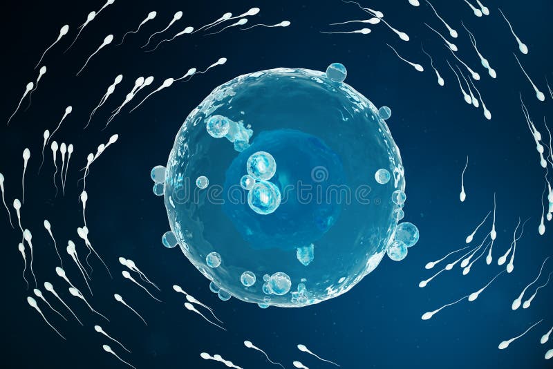 Sperm and Egg Cell, Ovum. Native and Natural Fertilization - Close-up ...
