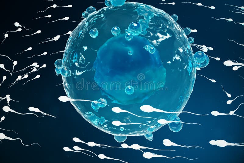 Sperm and Egg Cell, Ovum. Native and Natural Fertilization - Close-up ...