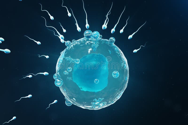 Sperm and Egg Cell, Ovum. Native and Natural Fertilization - Close-up ...