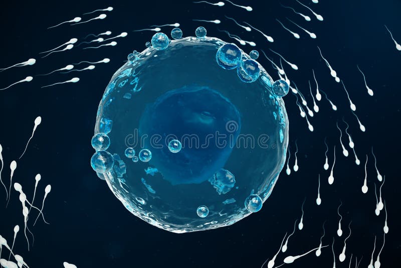 Sperm and Egg Cell, Ovum. Native and Natural Fertilization - Close-up ...