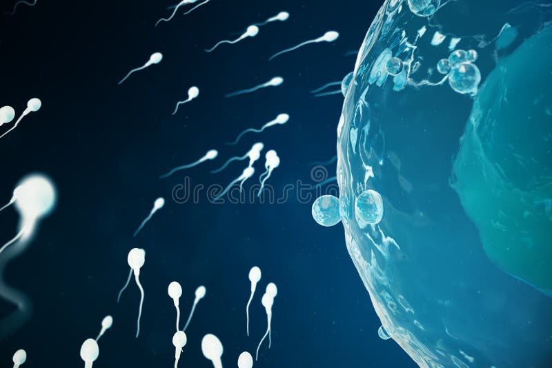 Sperm and Egg Cell, Ovum. Native and Natural Fertilization - Close-up ...