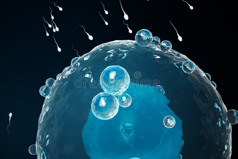 Sperm And Egg Cell Ovum Native And Natural Fertilization Close Up