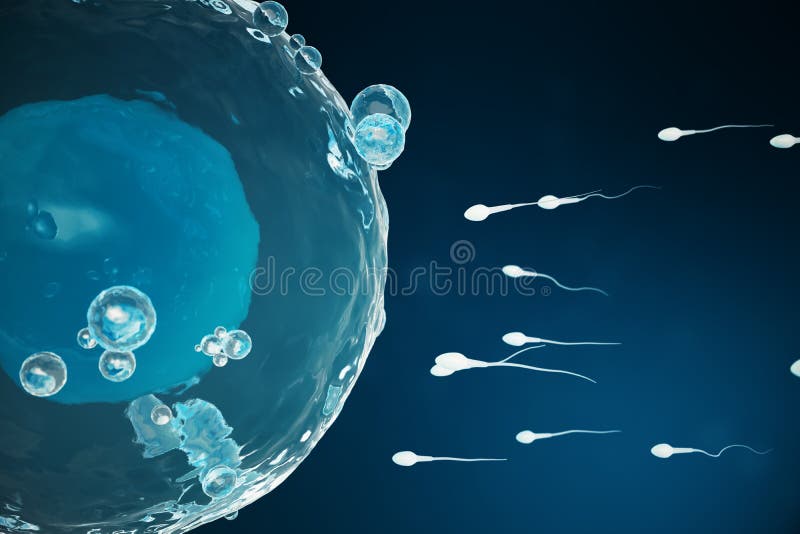 Sperm and Egg Cell, Ovum. Native and Natural Fertilization - Close-up ...