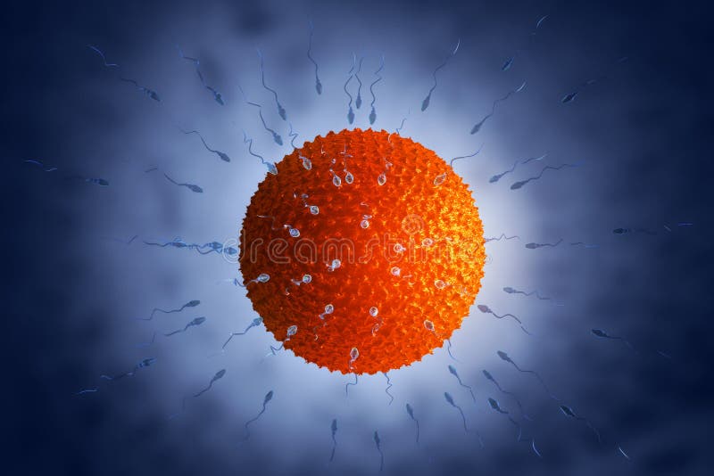 Sperm and Egg Cell on Scientific Background Stock Illustration ...