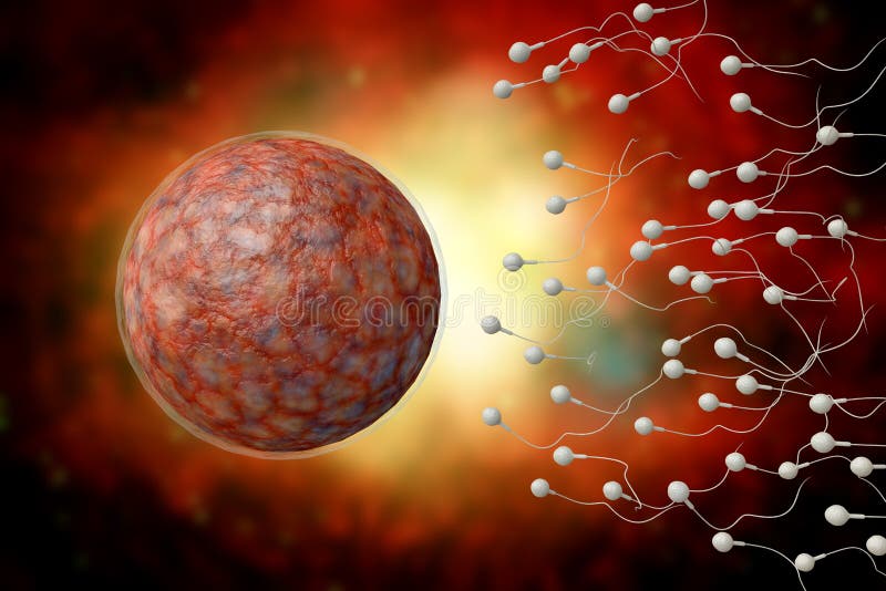 Sperm And Egg 3d Illustration Stock Illustration Illustration Of