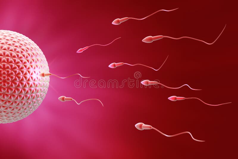 Sperm and egg Fecundation stock photo. Image of health - 24630114