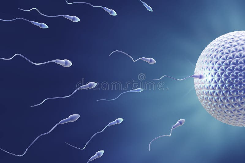 Sperm and egg Fecundation stock illustration. Illustration of macro ...