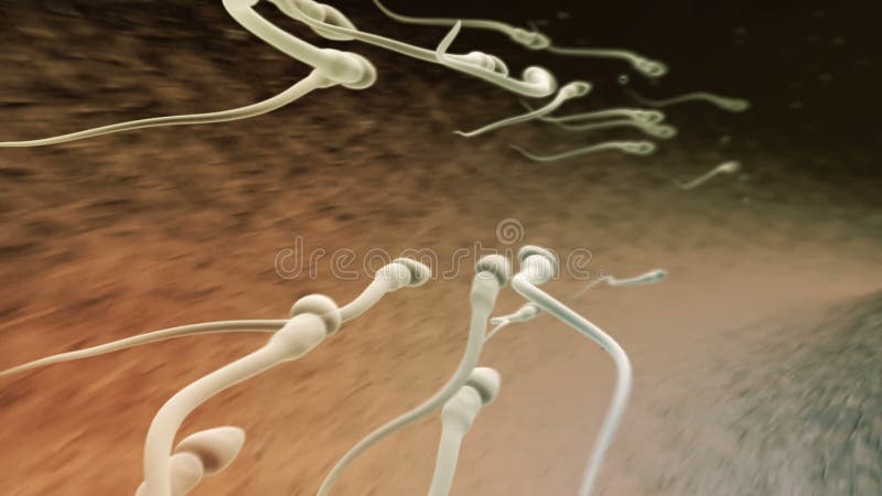 Sperm in the Fallopian Tube Move the Egg (loop) HD Video 1080 Stock ...