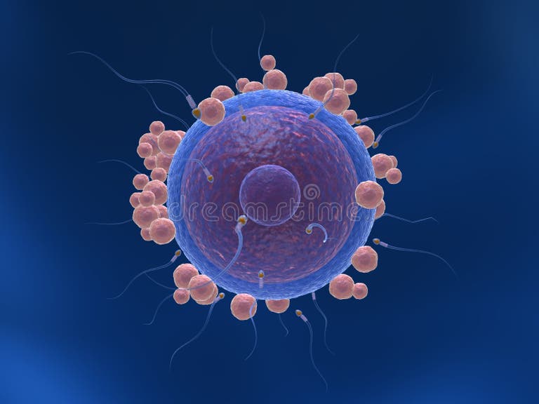 Egg Cell Stock Illustrations – 8,595 Egg Cell Stock Illustrations ...