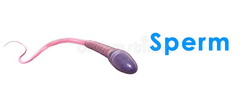 Semen Production Stock Illustrations – 9 Semen Production Stock ...