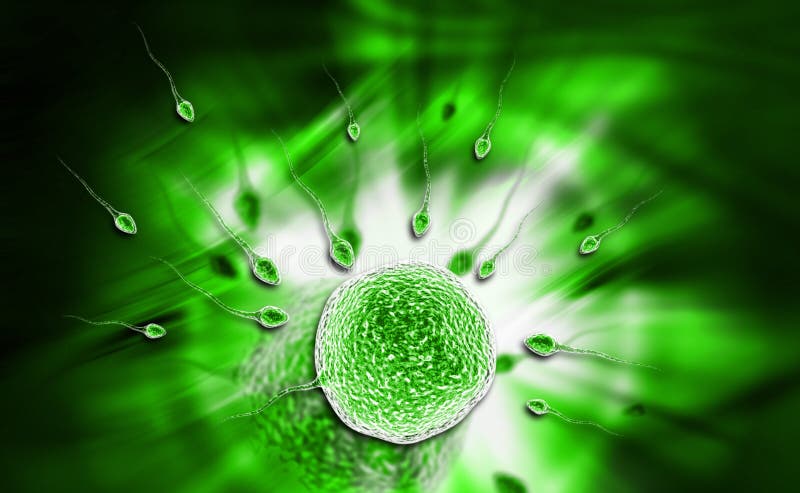 Sperm and ovule stock illustration. Illustration of genetic - 42847160