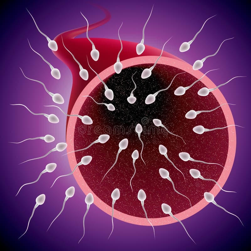 Ovum Cartoon Stock Illustrations – 365 Ovum Cartoon Stock Illustrations ...
