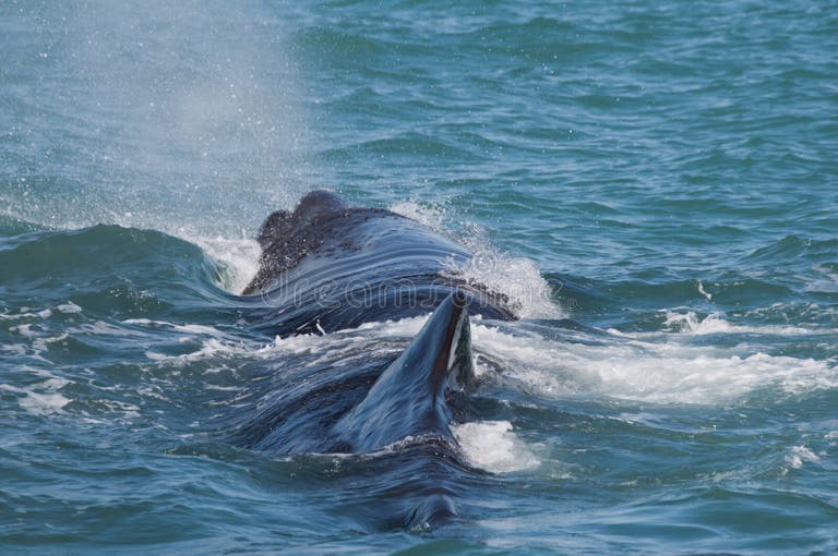 925 Whale Shot Stock Photos - Free & Royalty-Free Stock Photos from ...