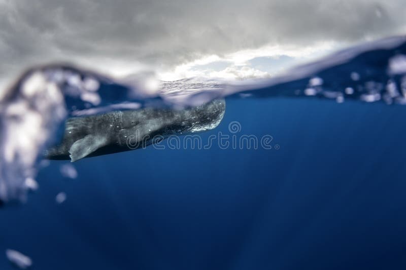 Sperm Whale, Cachalot, Physeter Macrocephalus Stock Photo - Image of ...