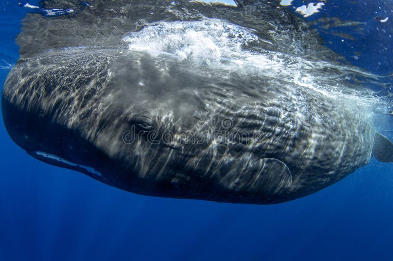 107 Sperm Whale Eye Stock Photos - Free & Royalty-Free Stock Photos ...