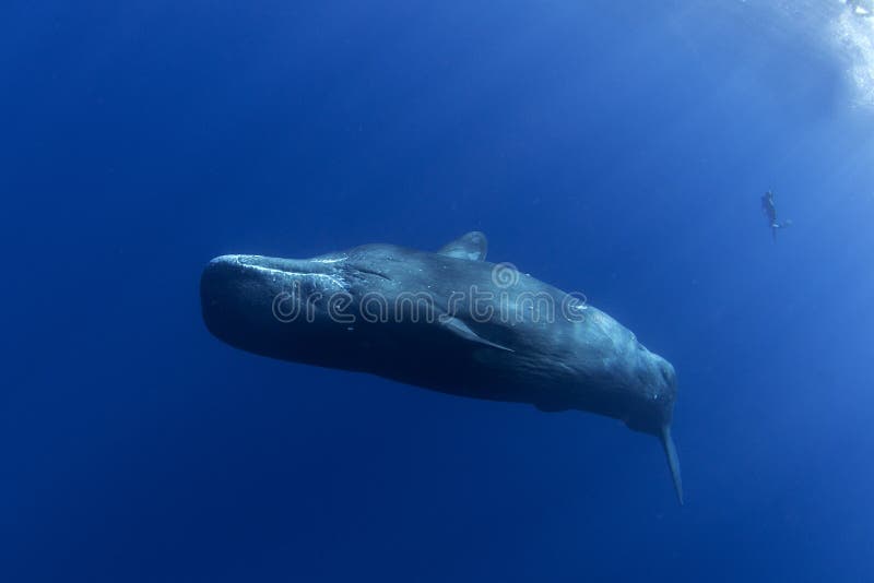 Sperm Whale, Cachalot, Physeter Macrocephalus Stock Photo - Image of ...