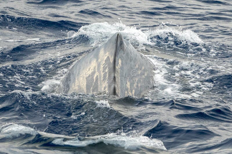 Sperm whale on sea surface stock photo. Image of whale - 252654498