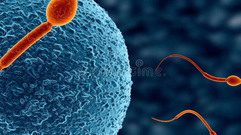 Spermatozoa stock video. Video of anatomy, birth, orgasm - 71169151