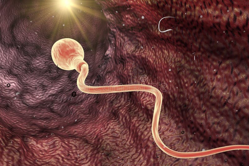 Spermatozoan Moving To Fertilize Egg Cell Stock Illustration ...