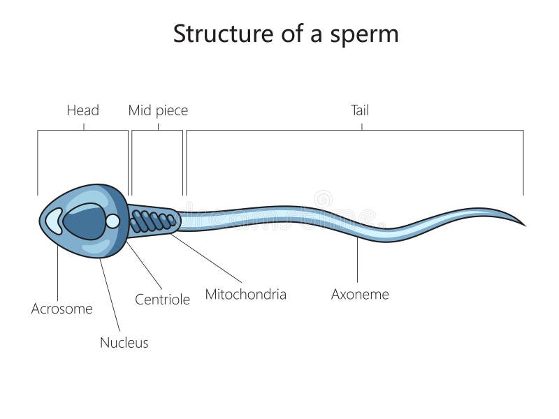 Spermatozoon Structure Diagram Medical Science Stock Illustration ...