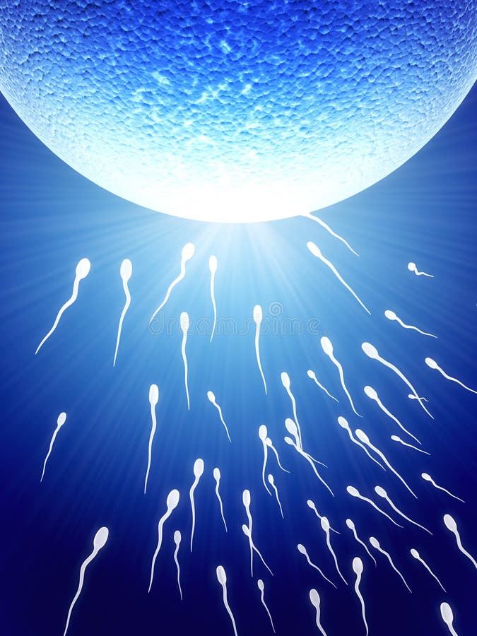 Spermatozoon, Floating To Ovule Stock Illustration - Illustration of ...