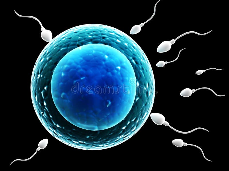 Spermatozoons, Flutuando Ao Ovule Ilustração Stock - Ilustração de ...
