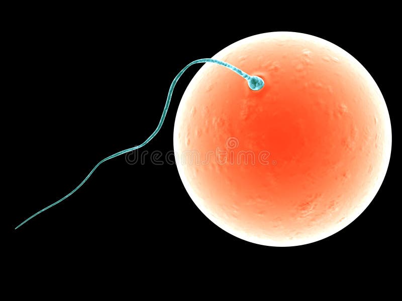 Spermes et ovule humain illustration stock. Illustration du ...