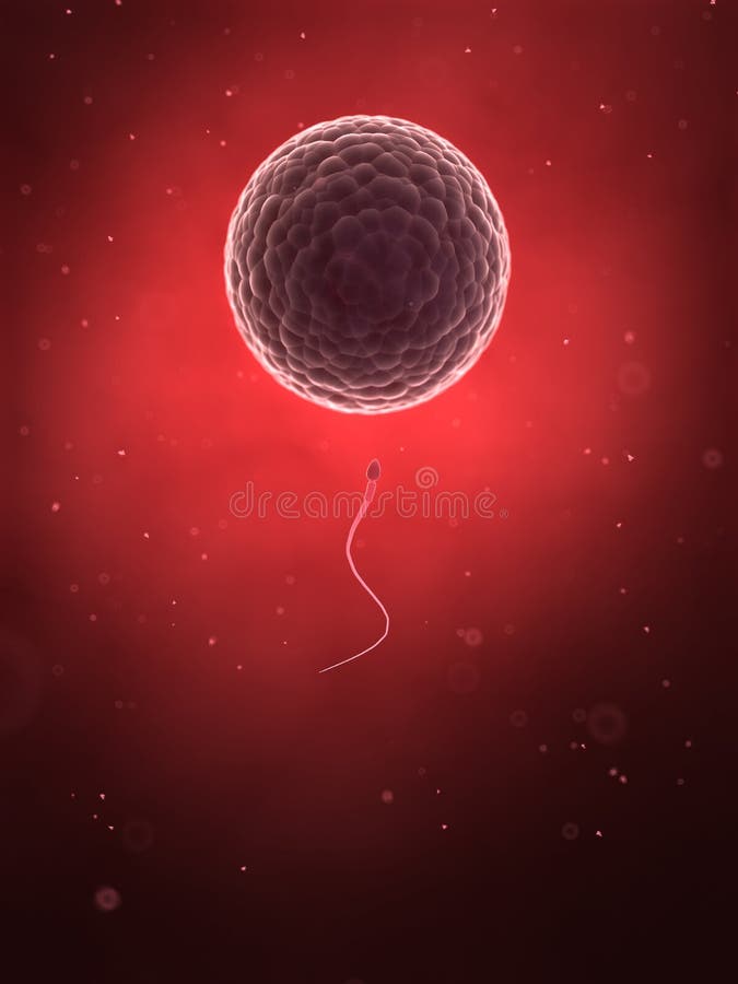 Noyau De Cellules, Ovule, Fertilisation Illustration Stock ...