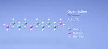Spermidine Molecule, Molecular Structures, Polyamine, 3d Model ...