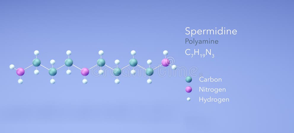 Spermidine Molecule, Molecular Structures, Polyamine, 3d Model ...