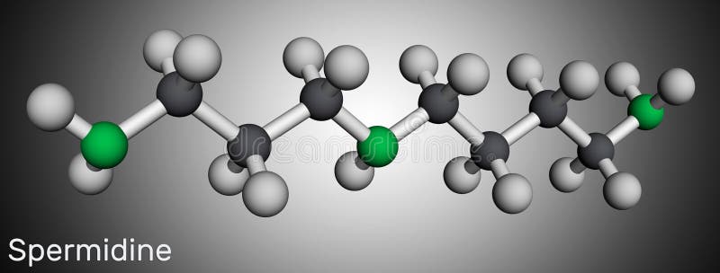 Spermidine Molecule. it is Triamine, Polyamine Formed from Putrescine ...