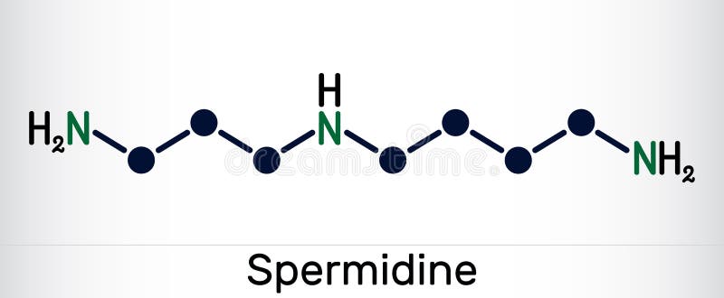 Spermidine Molecule. it is Triamine, Polyamine Formed from Putrescine ...