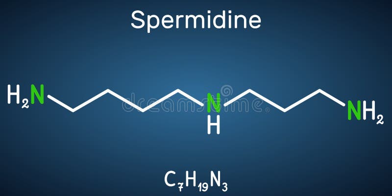 Spermidine Molecule. Structural Chemical Formula on the Dark Blue ...