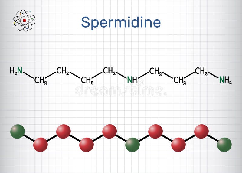 Spermidine Molecule. Structural Chemical Formula and Molecule Model ...
