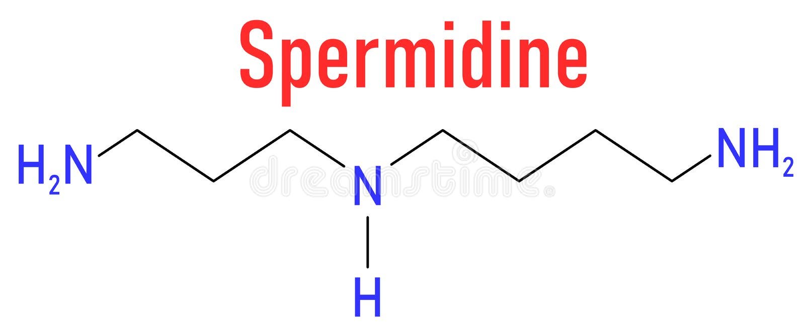 Spermidine Polyamine Compound Molecule. Skeletal Formula Stock Vector ...
