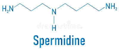 Spermidine Polyamine Compound Molecule. Skeletal Chemical Formula Stock ...