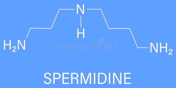 Spermidine Polyamine Compound Molecule. Skeletal Formula Stock Vector ...