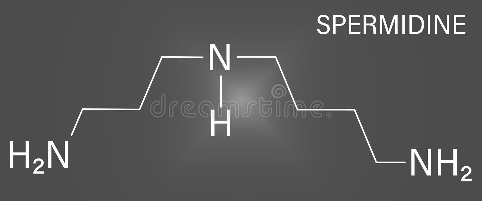 Spermidine Polyamine Compound Molecule. Skeletal Formula Stock Vector ...